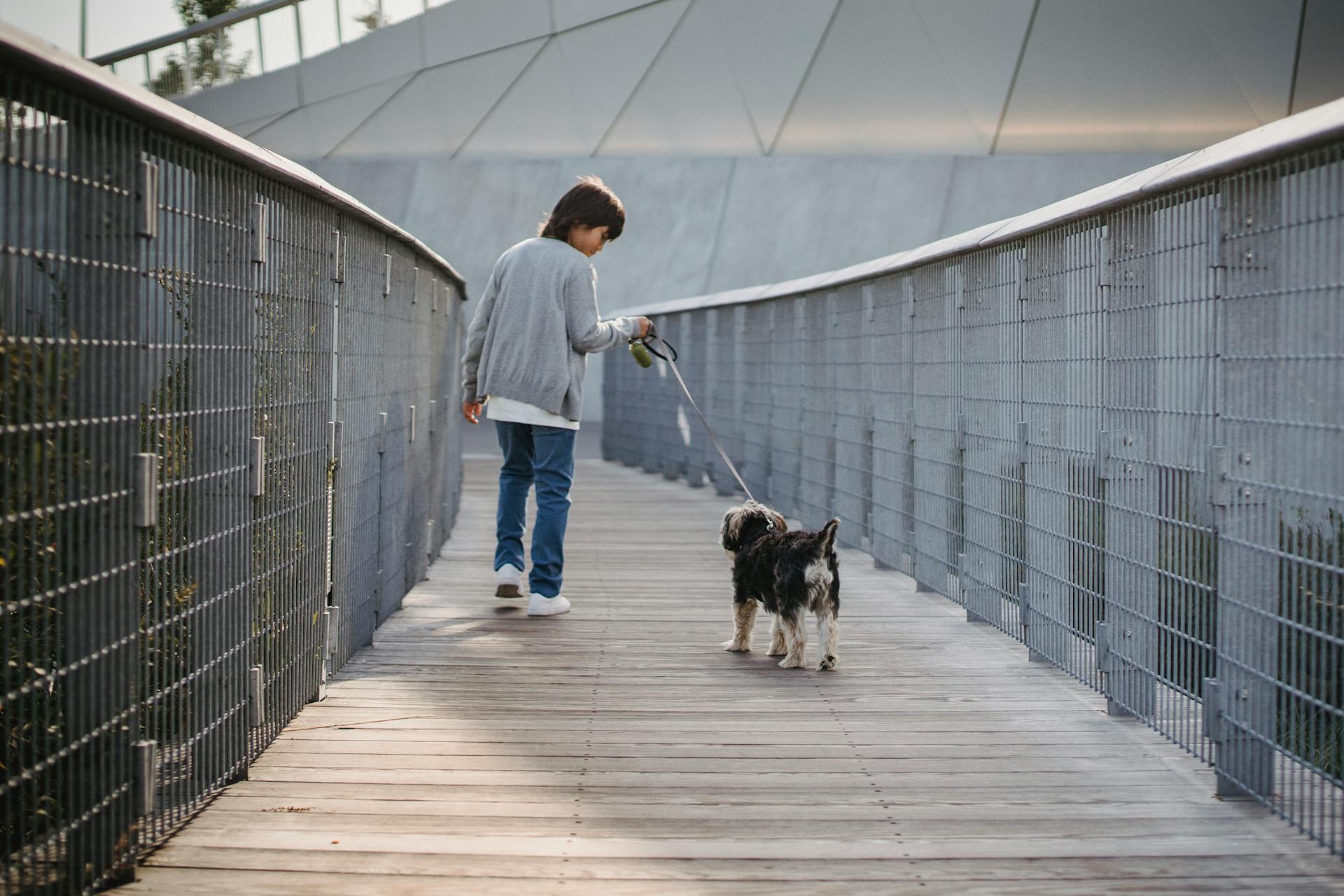 05 Major Reasons Why Does My Dog Walk Behind Me? A Comprehensive Guide ...