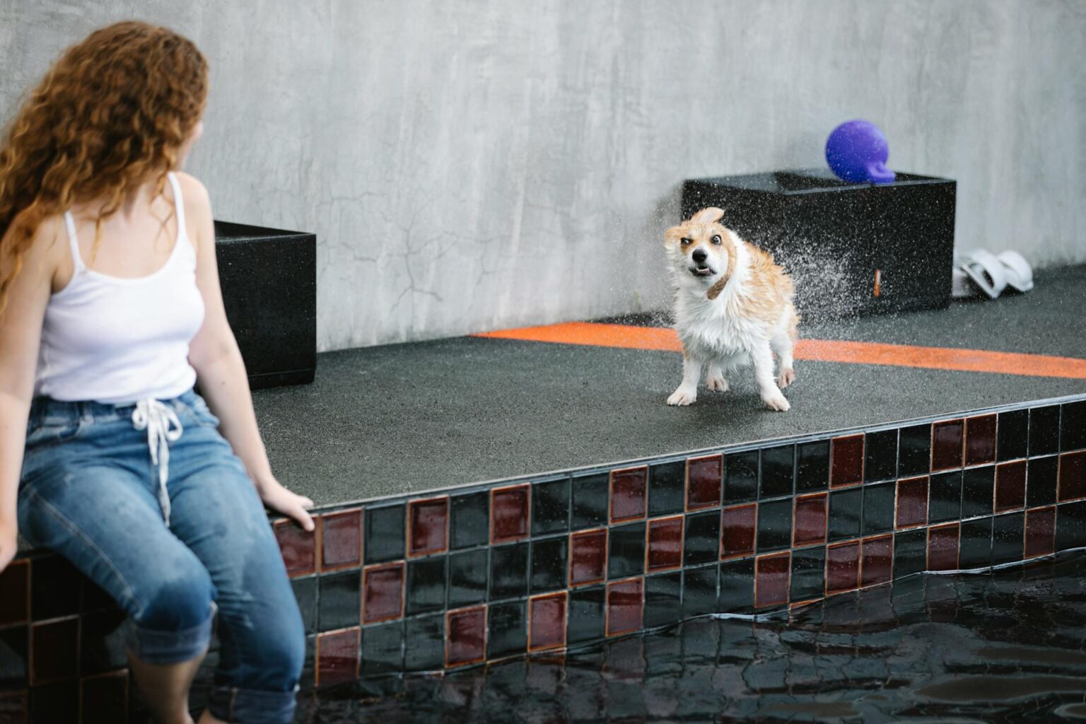 What Is Displacement Behavior In Dogs? Understanding Those Quirky ...