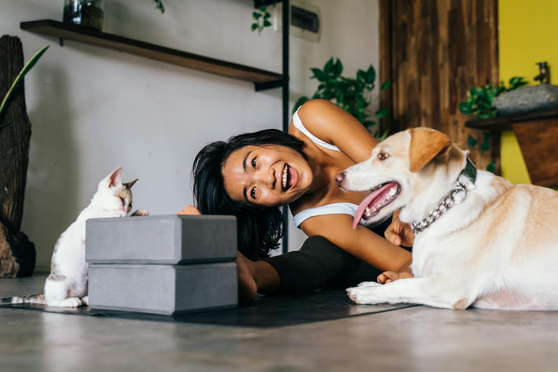 Bringing Home Harmony: How To Introduce A Cat To Your Dog - ForbesPoint