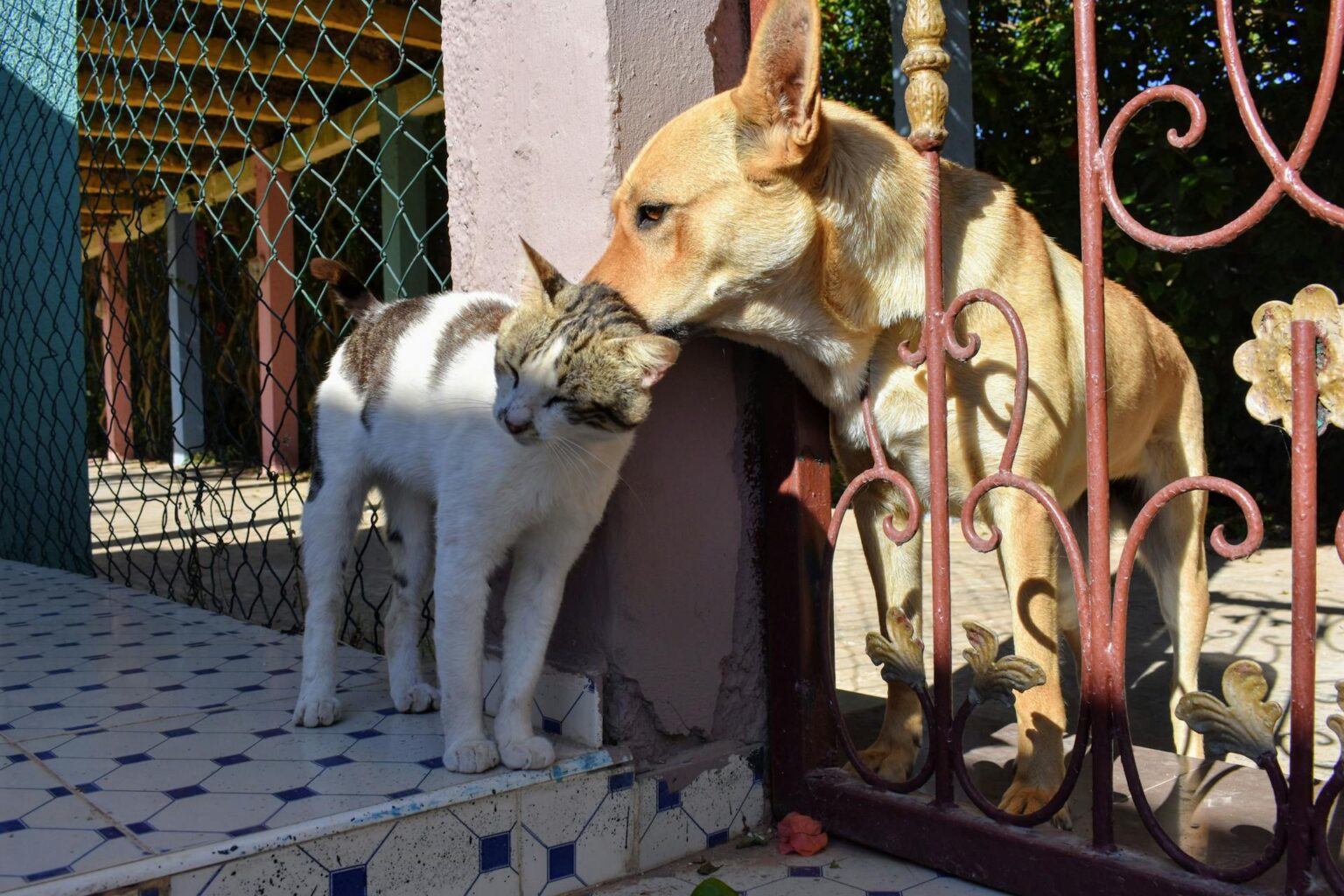 Bringing Home Harmony: How To Introduce A Cat To Your Dog - ForbesPoint
