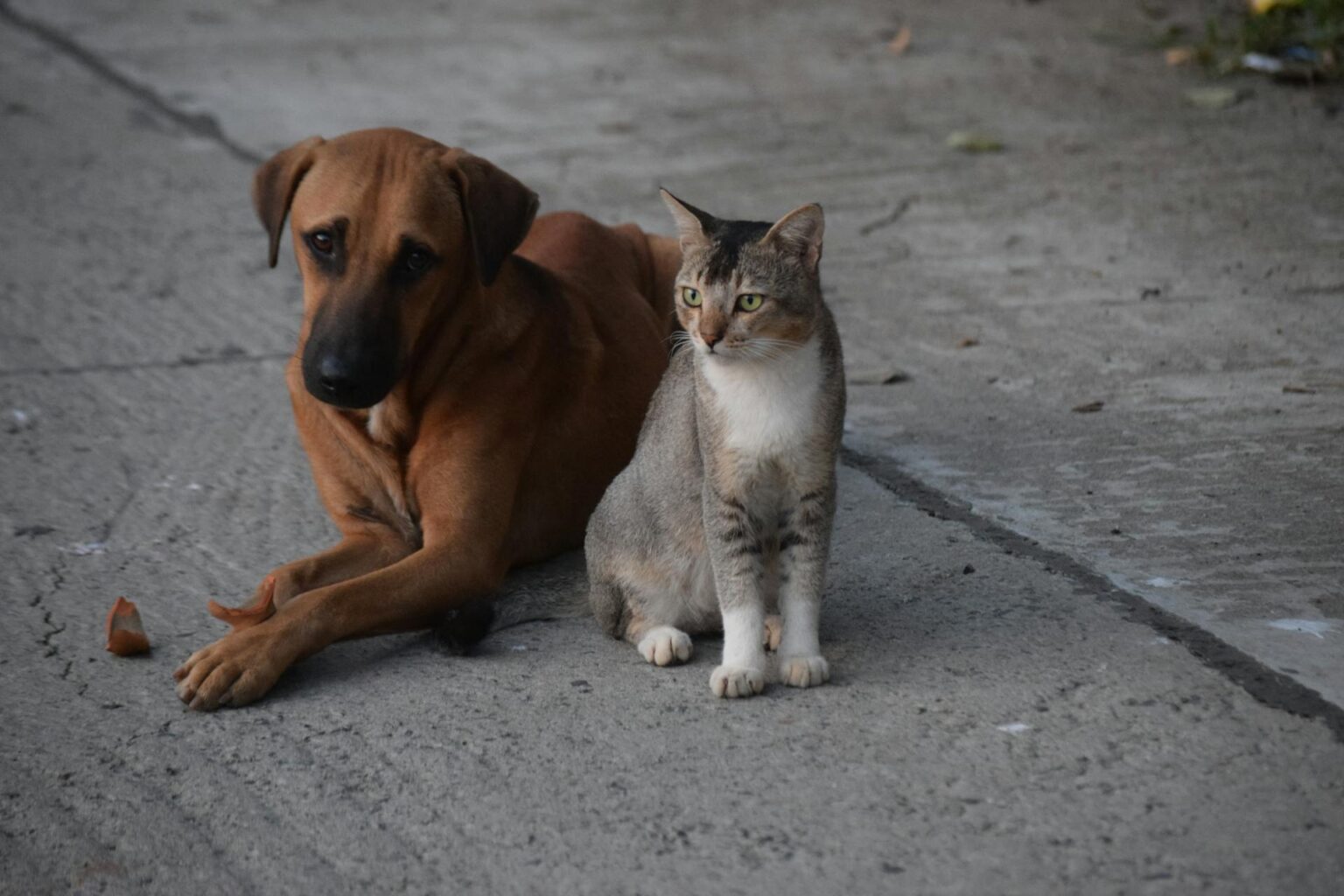 Bringing Home Harmony: How To Introduce A Cat To Your Dog - ForbesPoint